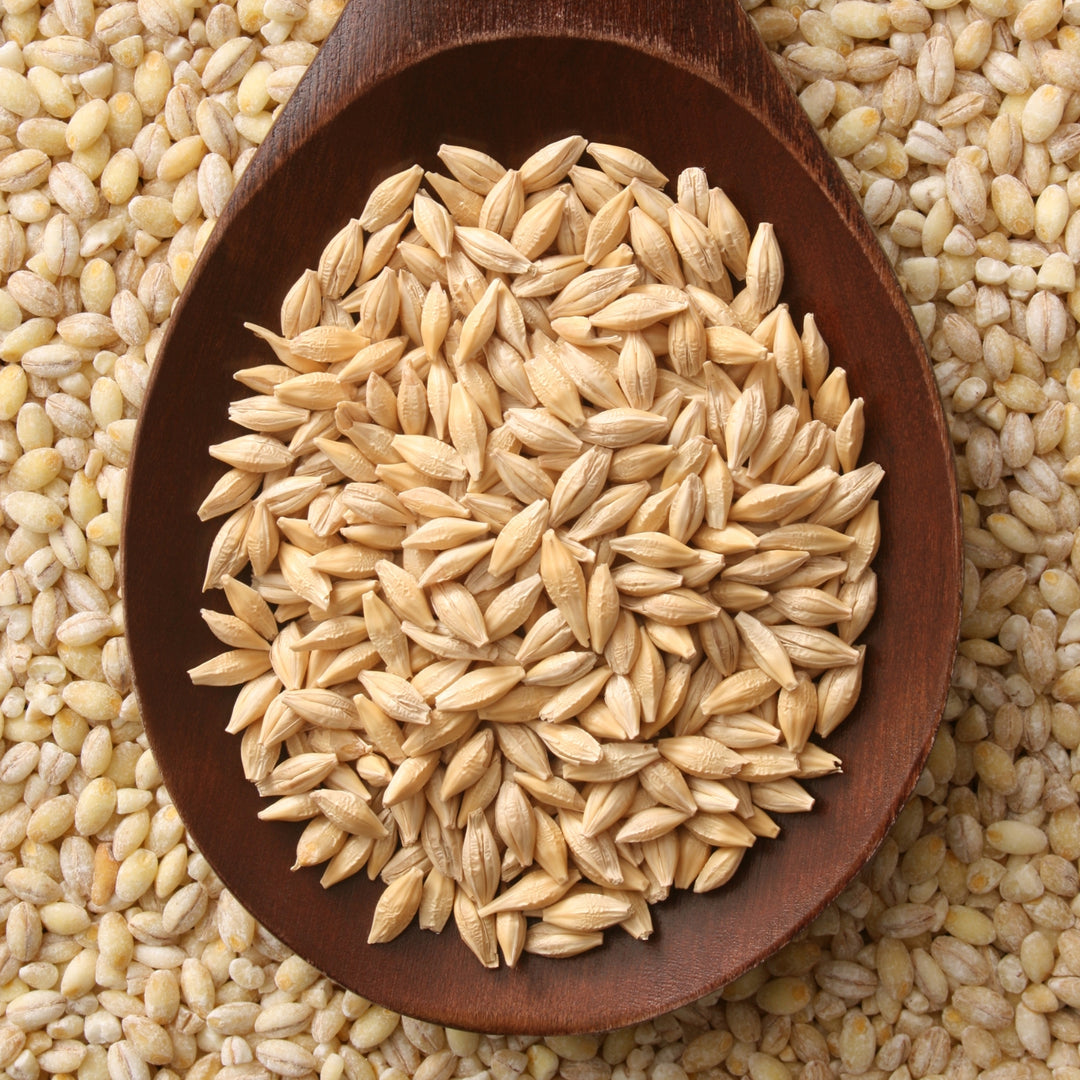 Hulless Barley – Whole Grain Cooking & Sprouting – SunOrganic Farm