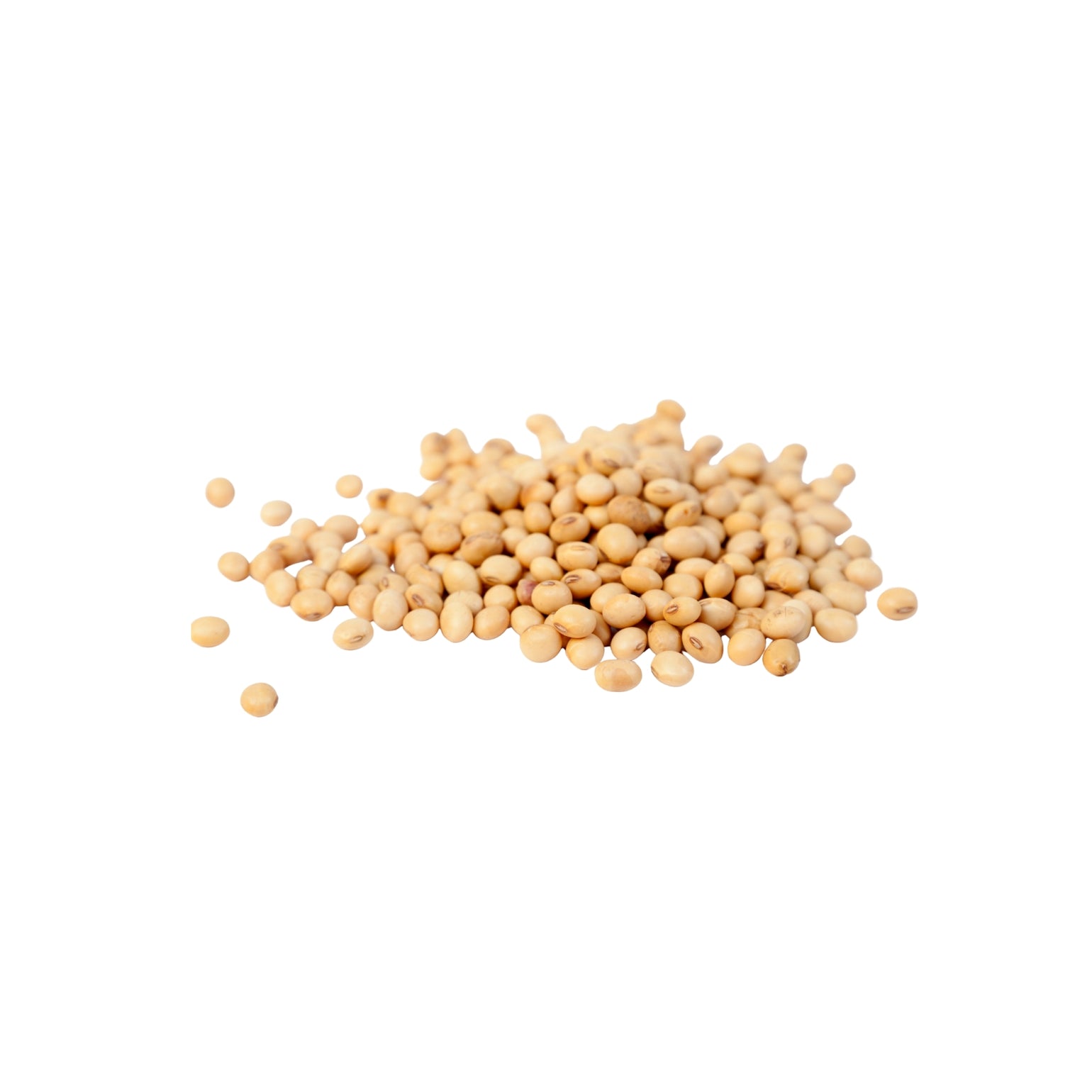 Organic Small Fava Beans – Sweet, Nutritious & Fiber-Rich – SunOrganic Farm