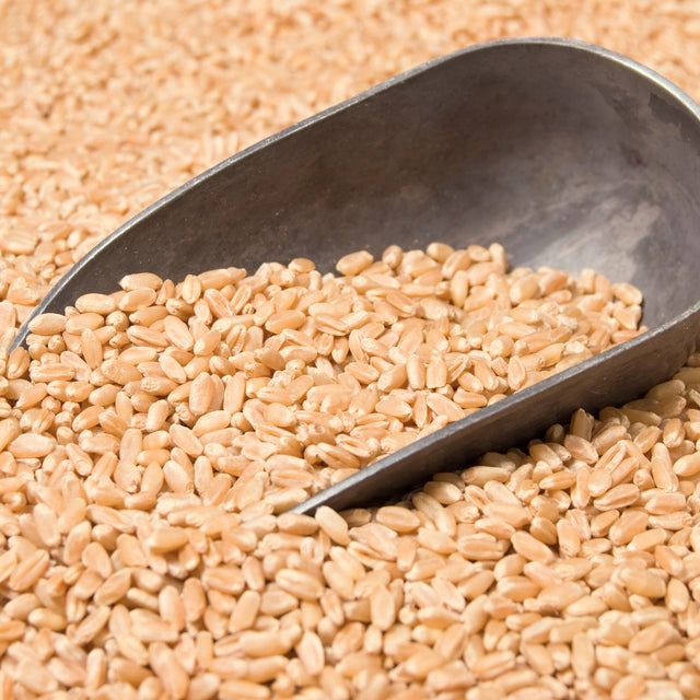 Organic Soft White Wheat Berries – Pastry – SunOrganic Farm
