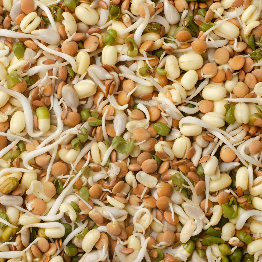 Organic Sprouting Bean Mix – USDA Organic – SunOrganic Farm