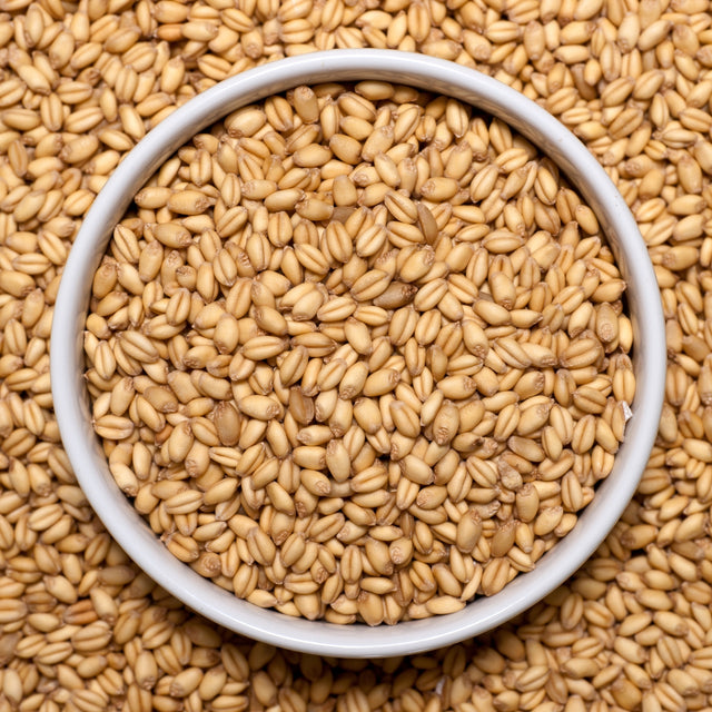 Organic Wheat Berries – Hard Red Spring, Protein-Rich – SunOrganic Farm
